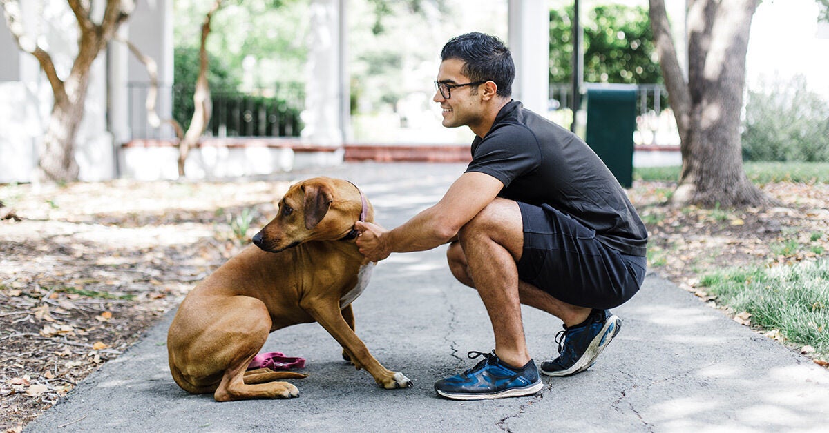 What Causes Arthritis Flare Ups In Dogs